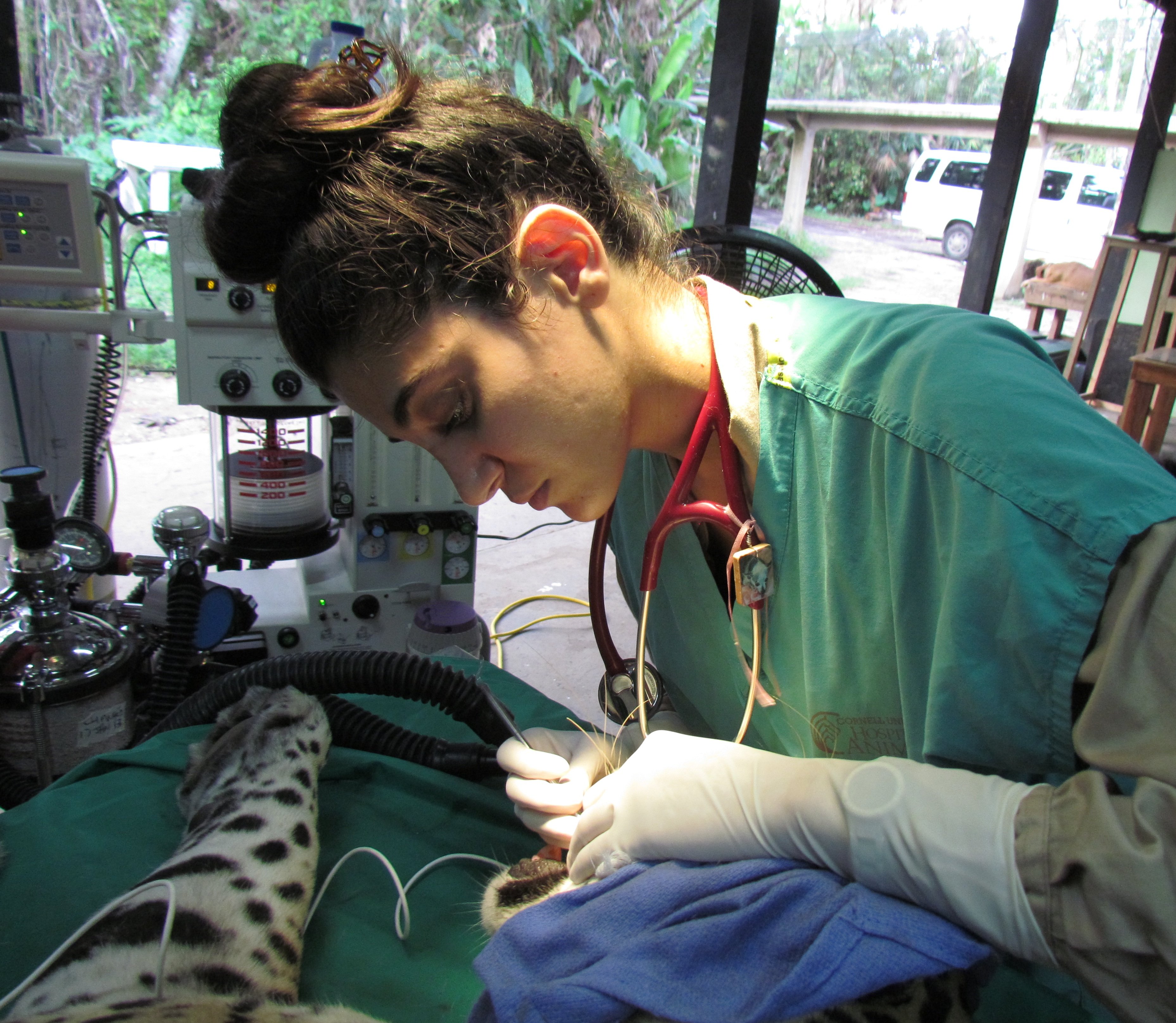 A Return from the Wild to the Pine Crest School: Dr. Gabby Wild ’08